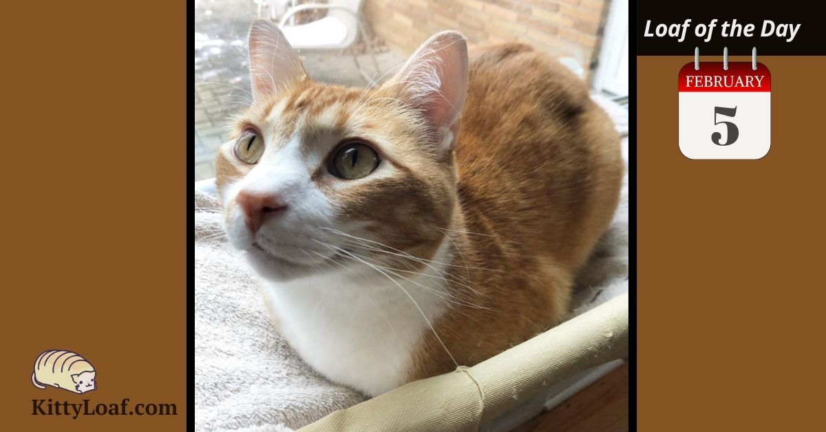 Loaf of the Day – 2/5/22 - Kitty Loaf