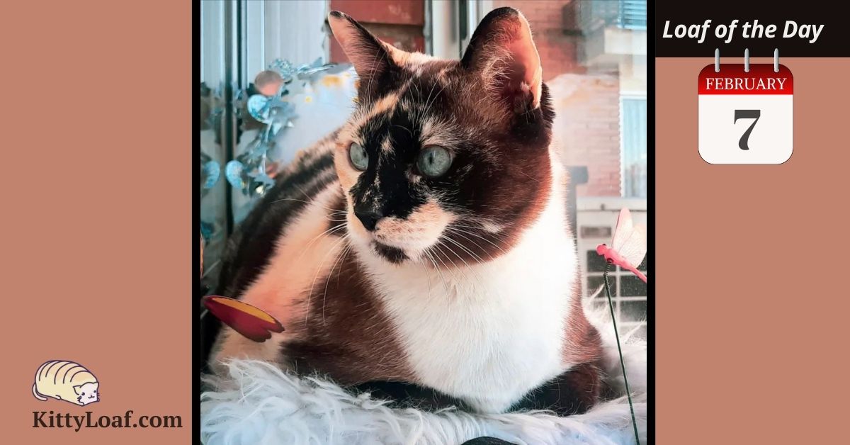 Loaf of the Day – 2/7/22 - Kitty Loaf