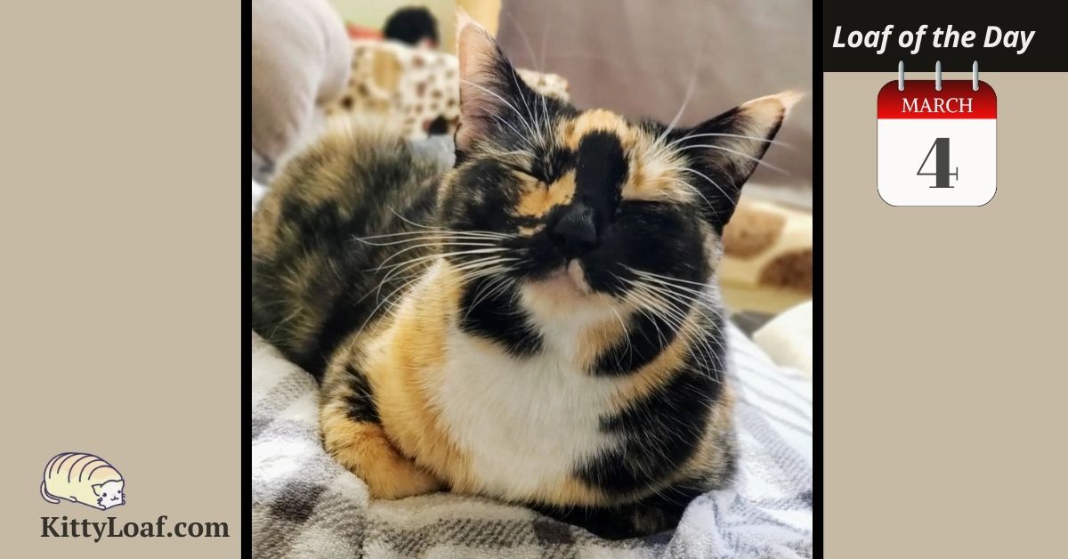 Loaf of the Day – 3/4/22 - Kitty Loaf