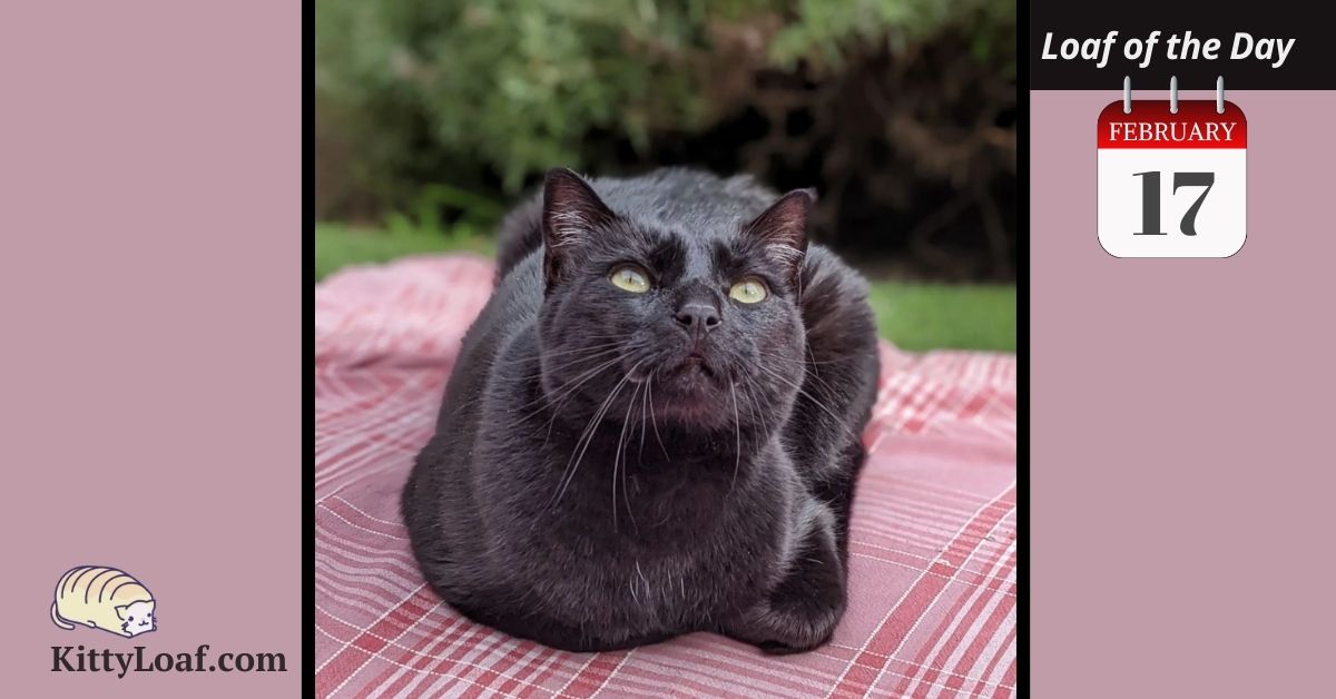 Loaf of the Day – 2/17/22 - Kitty Loaf