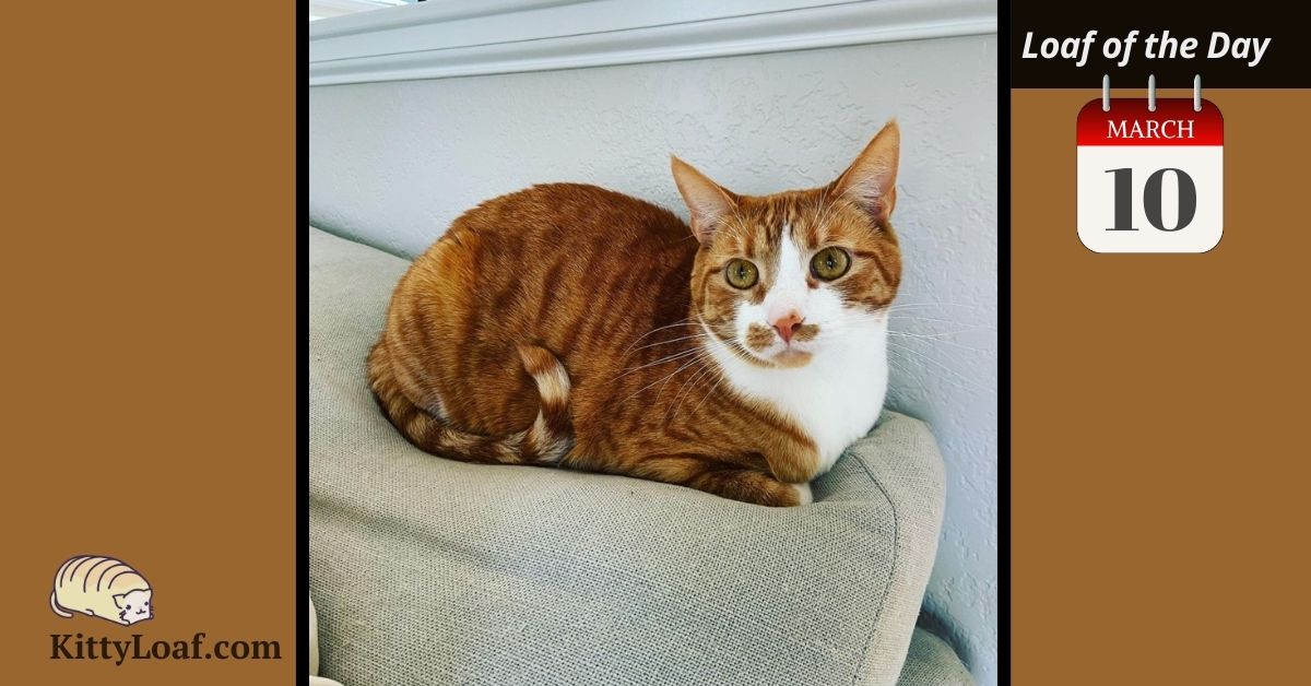 Loaf of the Day – 3/10/22 - Kitty Loaf