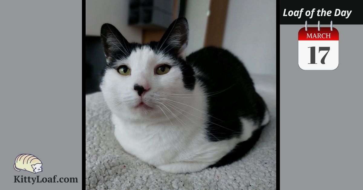 Loaf of the Day – 3/17/22 - Kitty Loaf