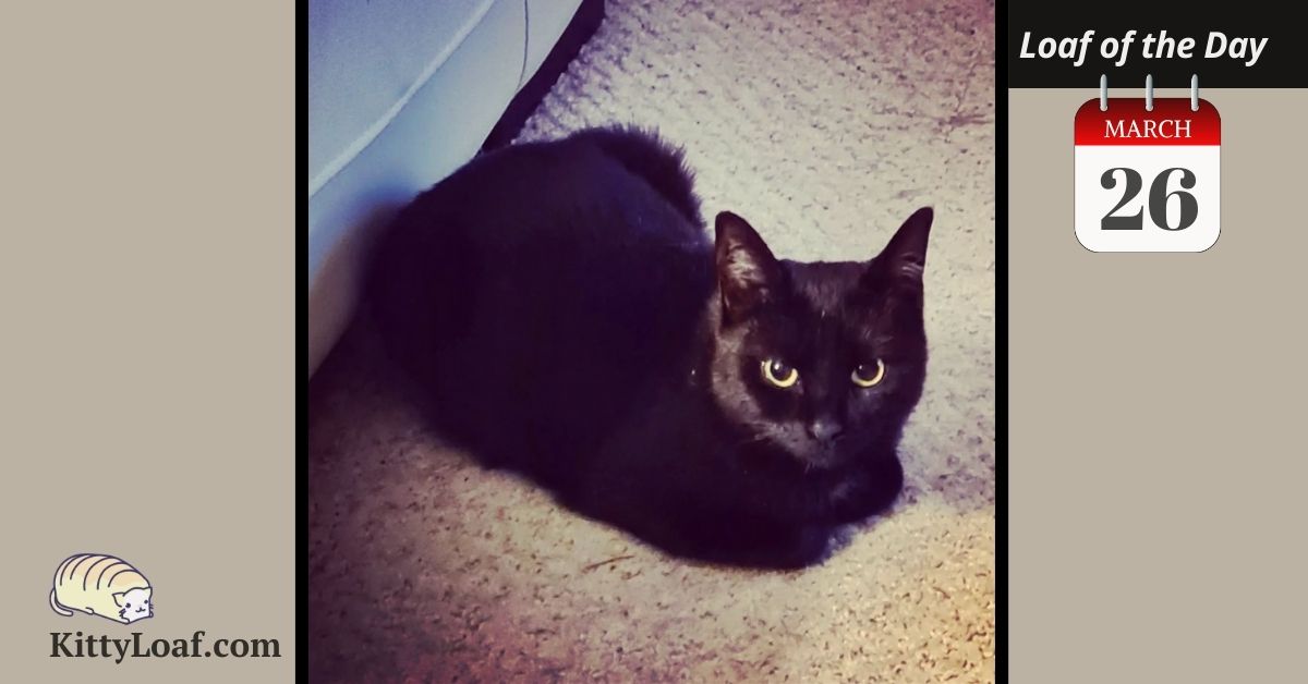 Loaf of the Day – 10/26/17 - Kitty Loaf