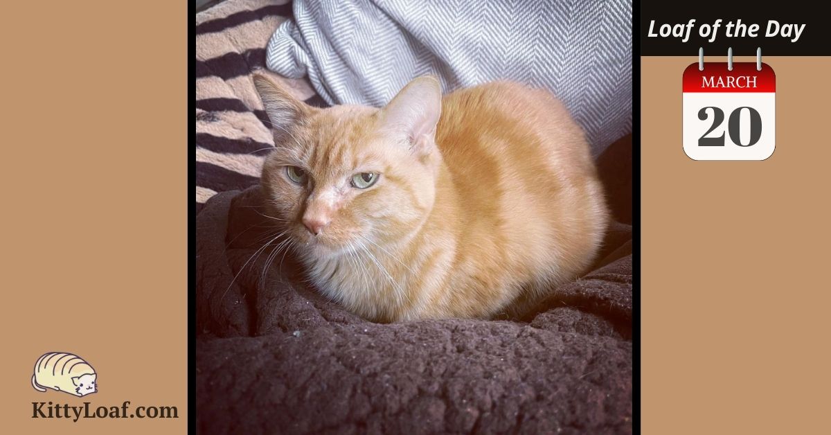 Loaf of the Day – 3/20/22 - Kitty Loaf