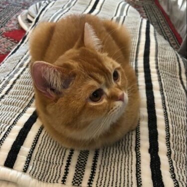 What is a Cat Loaf? - Kitty Loaf