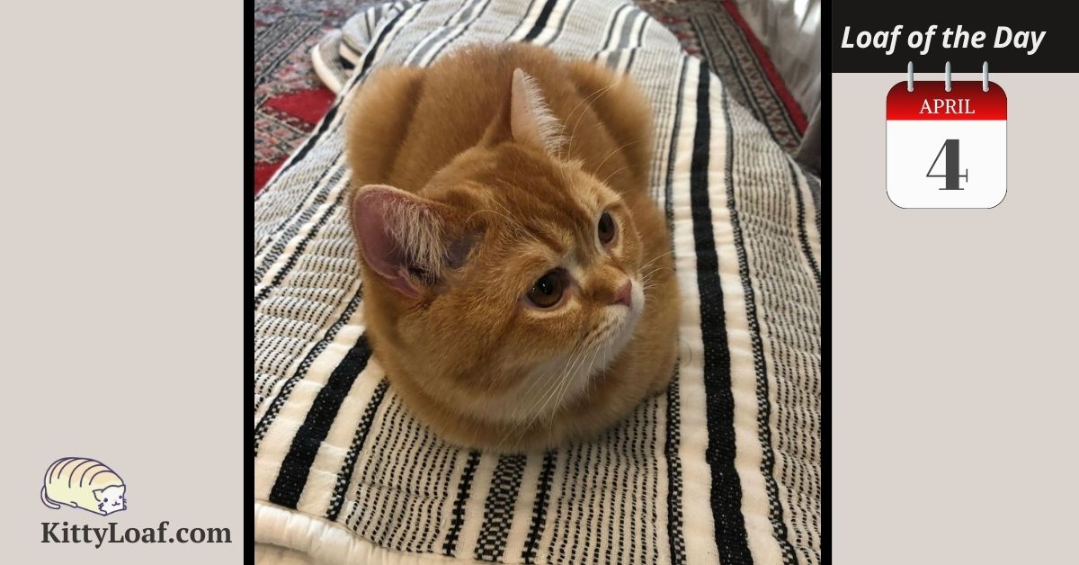 Loaf of the Day – 4/4/22 - Kitty Loaf