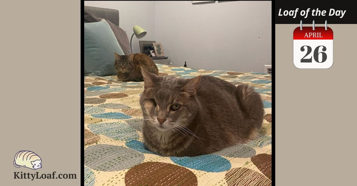 Loaf of the Day – 4/26/22 - Kitty Loaf