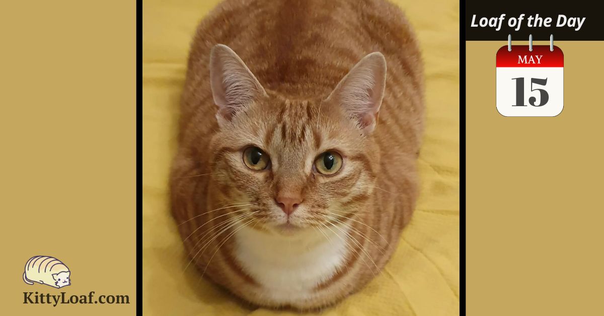 Loaf of the Day – 5/15/22 - Kitty Loaf