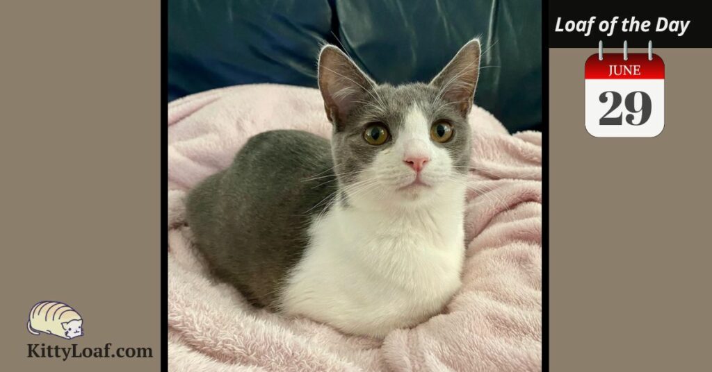 Loaf of the Day – 5/29/21 - Kitty Loaf