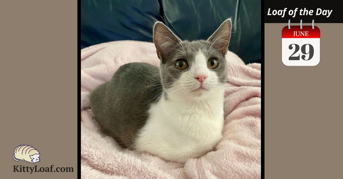 Loaf of the Day – 5/29/21 - Kitty Loaf