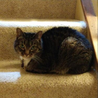 What is a Cat Loaf? - Kitty Loaf