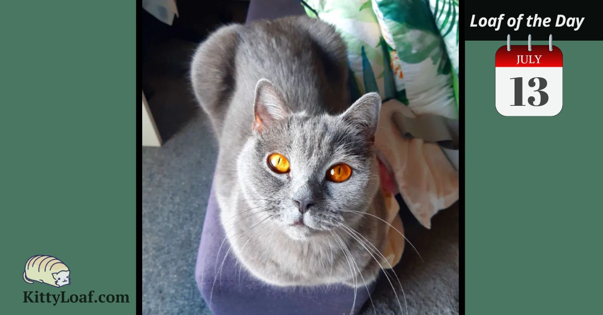 Loaf of the Day – 7/13/22 - Kitty Loaf