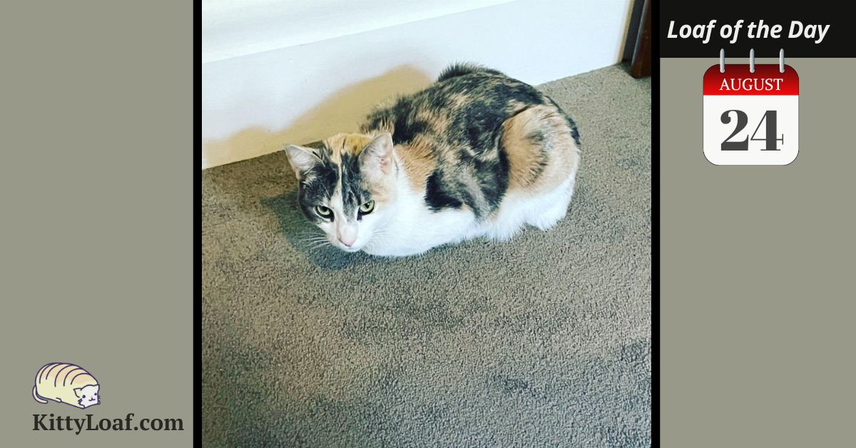 Loaf of the Day – 8/24/22 - Kitty Loaf