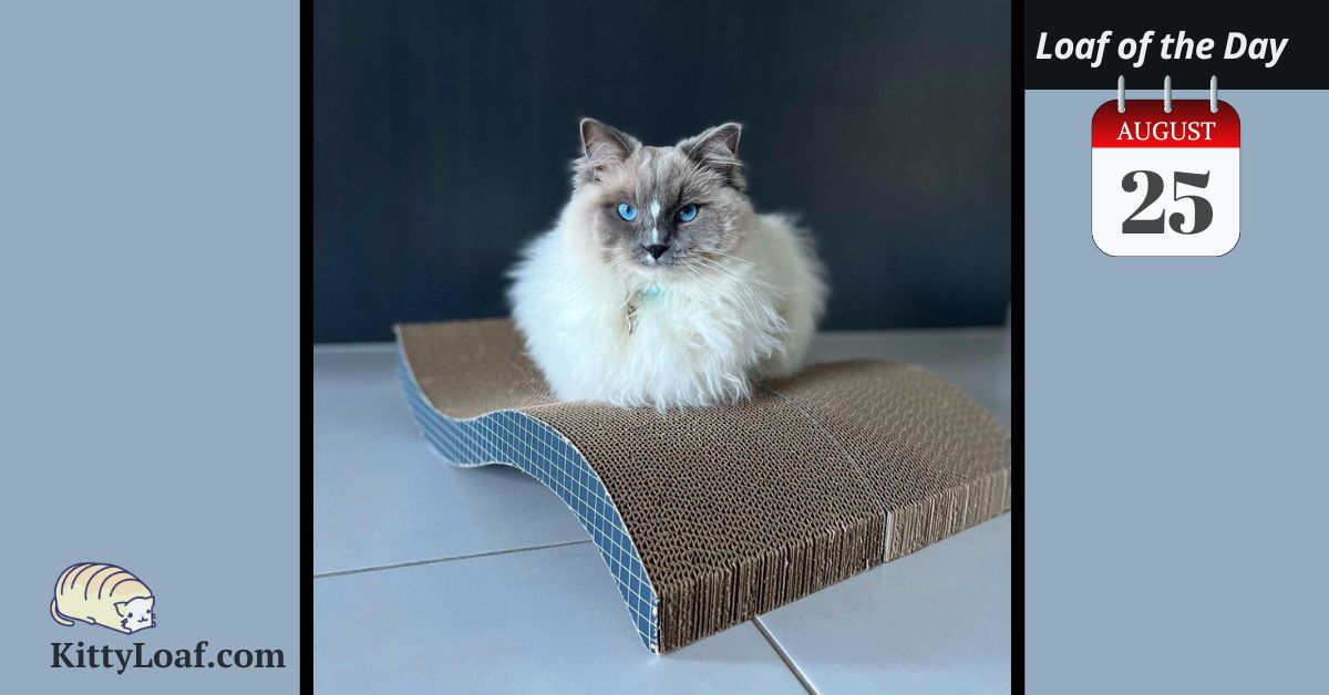 Loaf of the Day – 8/25/22 - Kitty Loaf