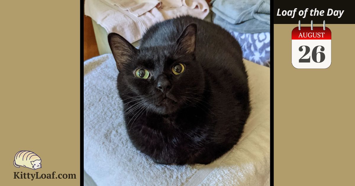 Loaf of the Day – 8/26/22 - Kitty Loaf
