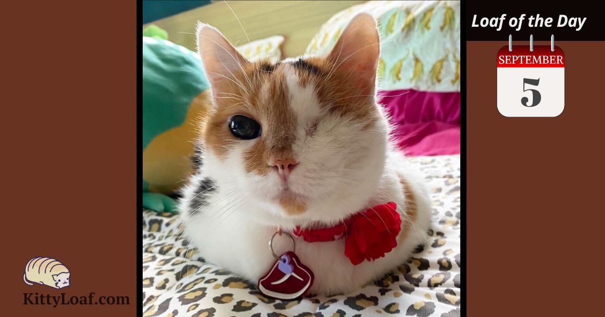 Loaf of the Day – 9/5/22 - Kitty Loaf