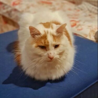 Loaf of the Day - Kitty Loaf