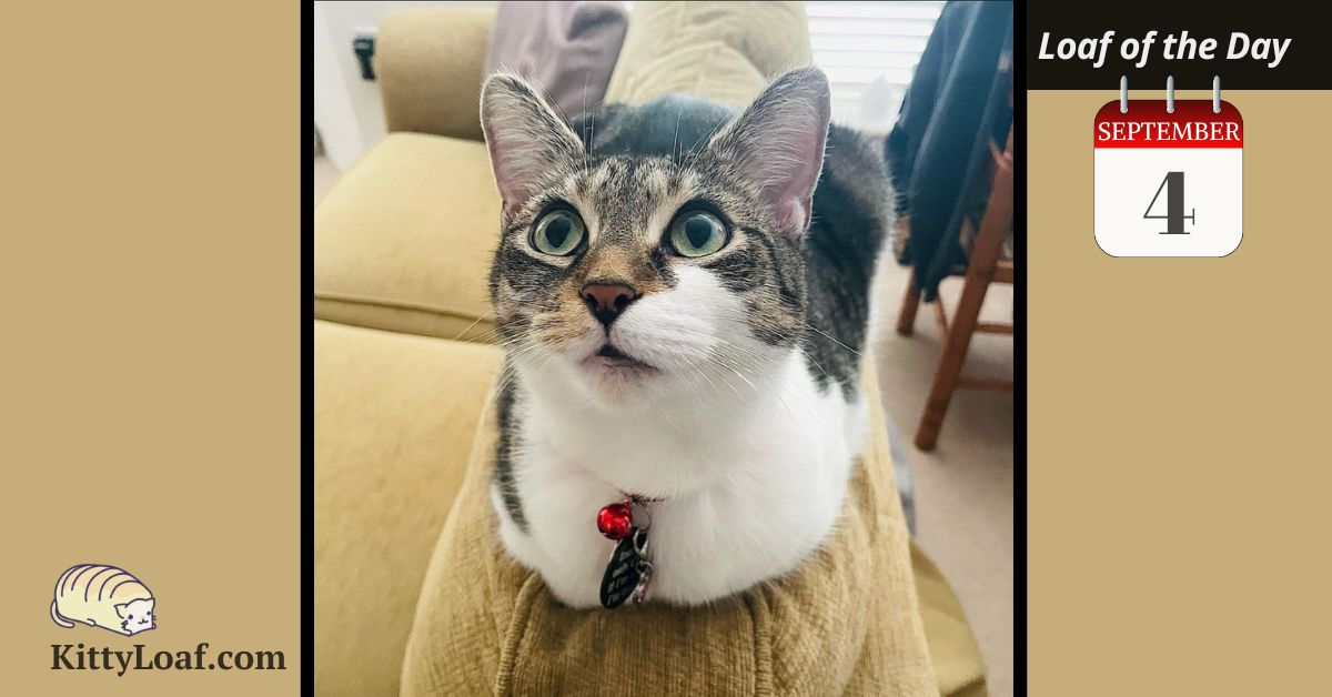 Loaf of the Day – 9/4/22 - Kitty Loaf