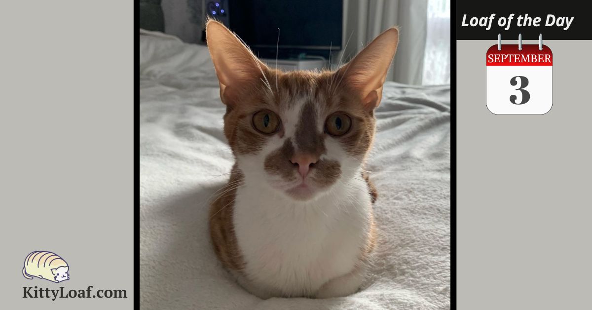 Loaf of the Day – 9/3/22 - Kitty Loaf