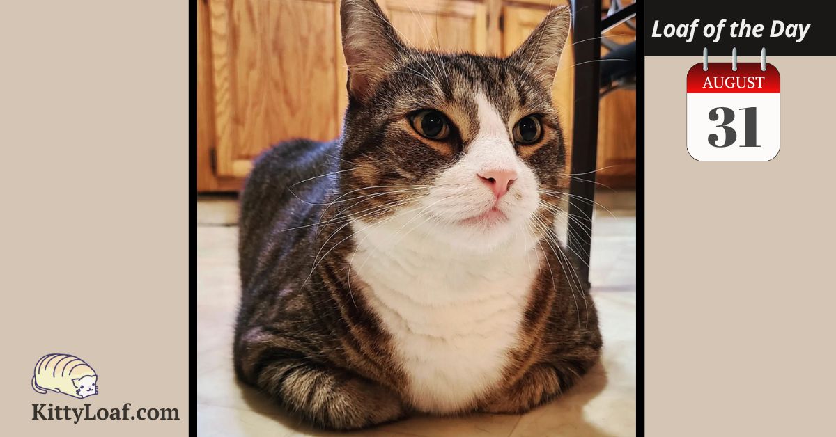 Loaf of the Day – 8/31/22 - Kitty Loaf