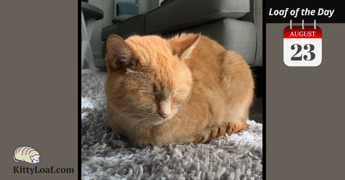Loaf of the Day – 8/23/22 - Kitty Loaf