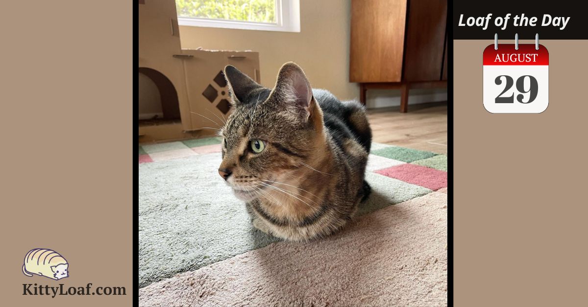 Loaf of the Day – 8/29/22 - Kitty Loaf