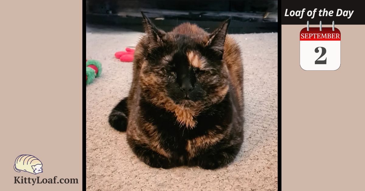 Loaf of the Day – 9/2/22 - Kitty Loaf