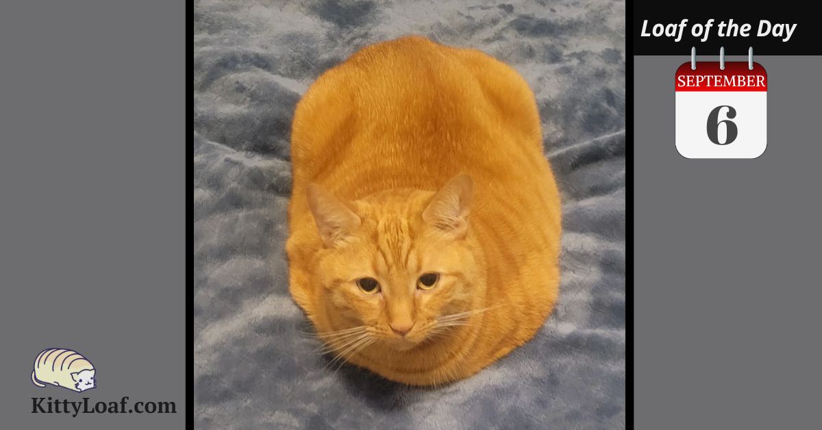 Loaf of the Day – 9/6/22 - Kitty Loaf