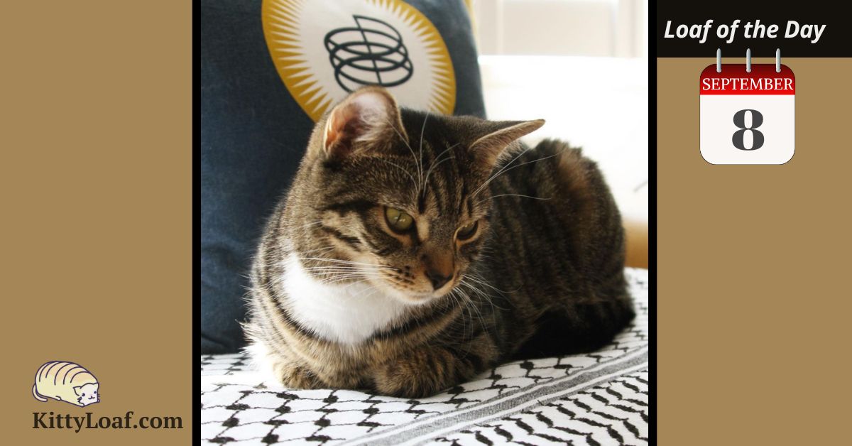 Loaf of the Day – 9/8/22 - Kitty Loaf