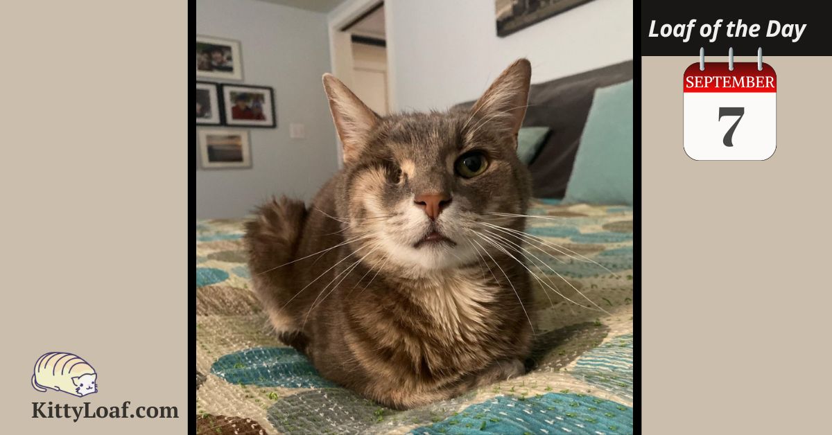 Loaf of the Day – 9/7/22 - Kitty Loaf