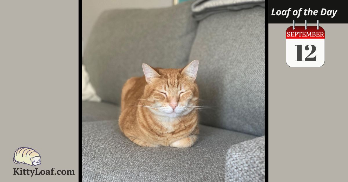 Loaf of the Day – 9/12/22 - Kitty Loaf