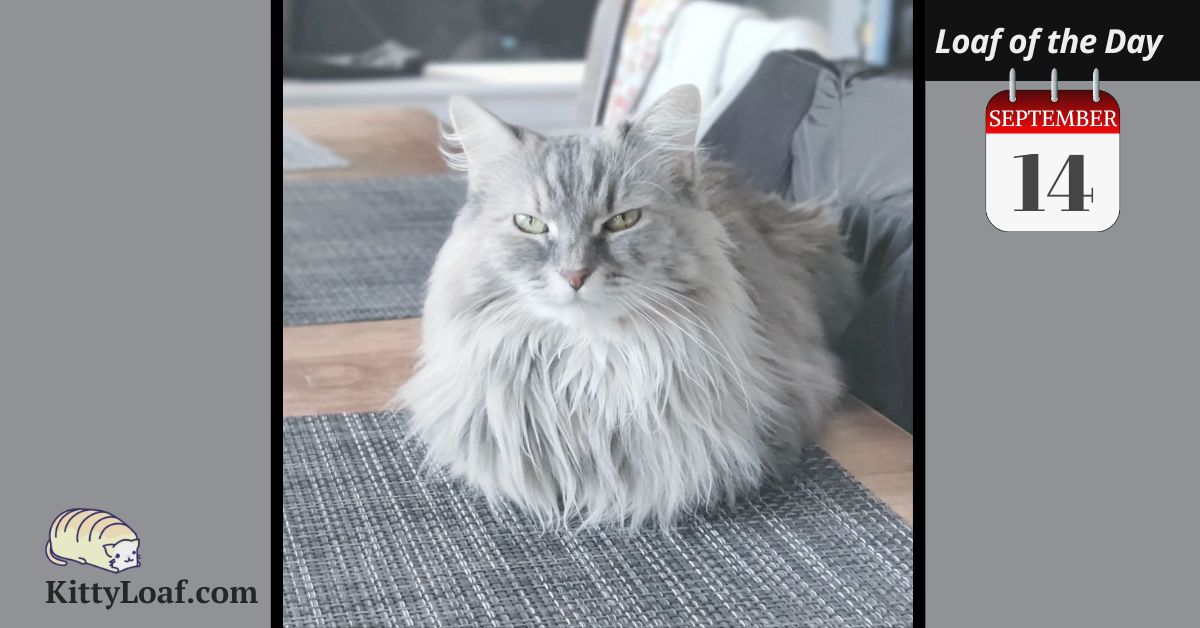 Loaf of the Day – 9/14/22 - Kitty Loaf