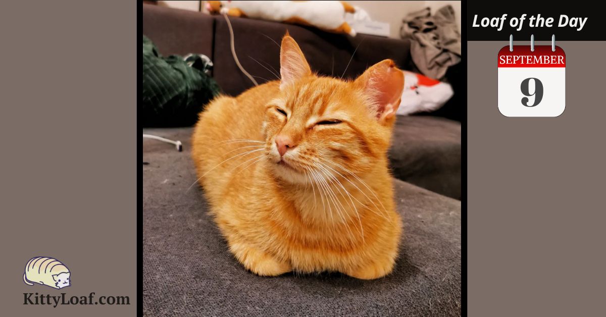 Loaf of the Day – 9/9/22 - Kitty Loaf