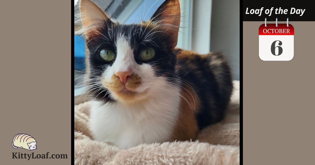 Loaf of the Day – 10/6/22 - Kitty Loaf