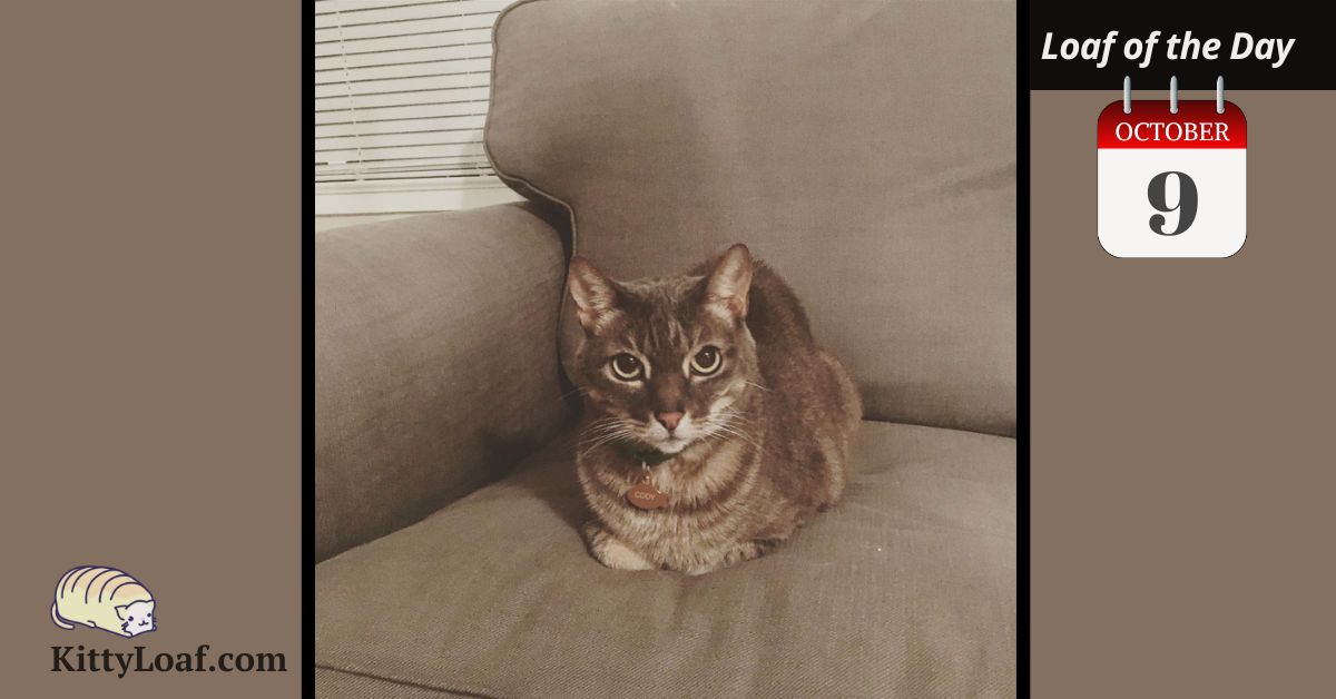 Loaf of the Day – 10/9/22 - Kitty Loaf