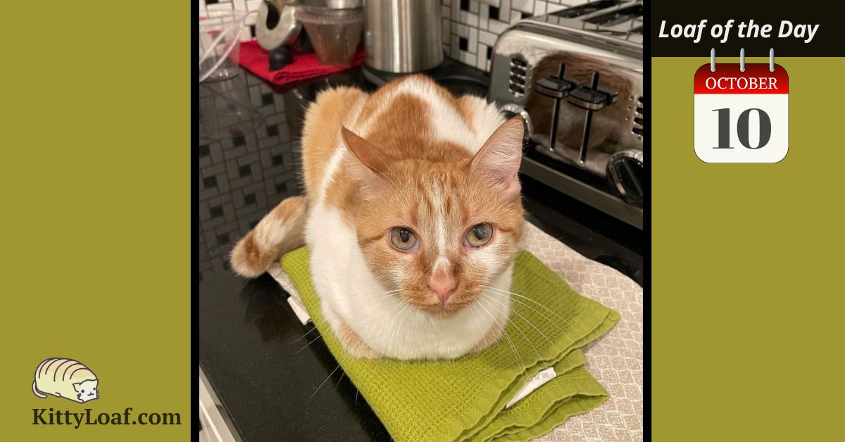 Loaf of the Day – 10/10/22 - Kitty Loaf