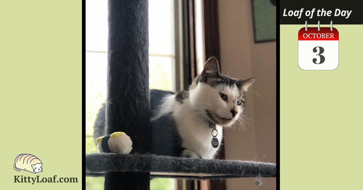 Loaf of the Day – 10/3/22 - Kitty Loaf