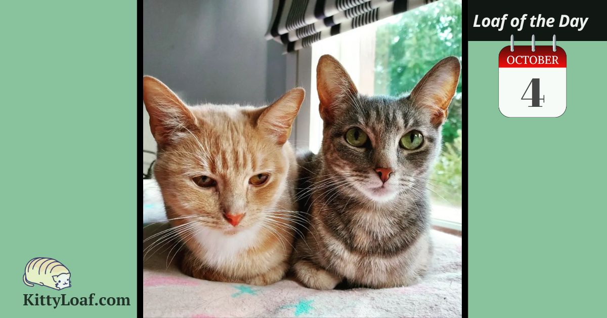 Loaf of the Day – 10/4/22 - Kitty Loaf