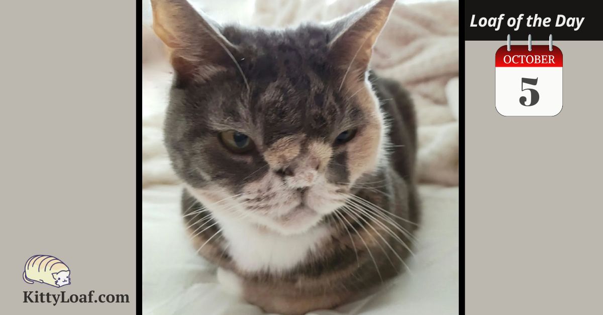Loaf of the Day – 10/5/22 - Kitty Loaf