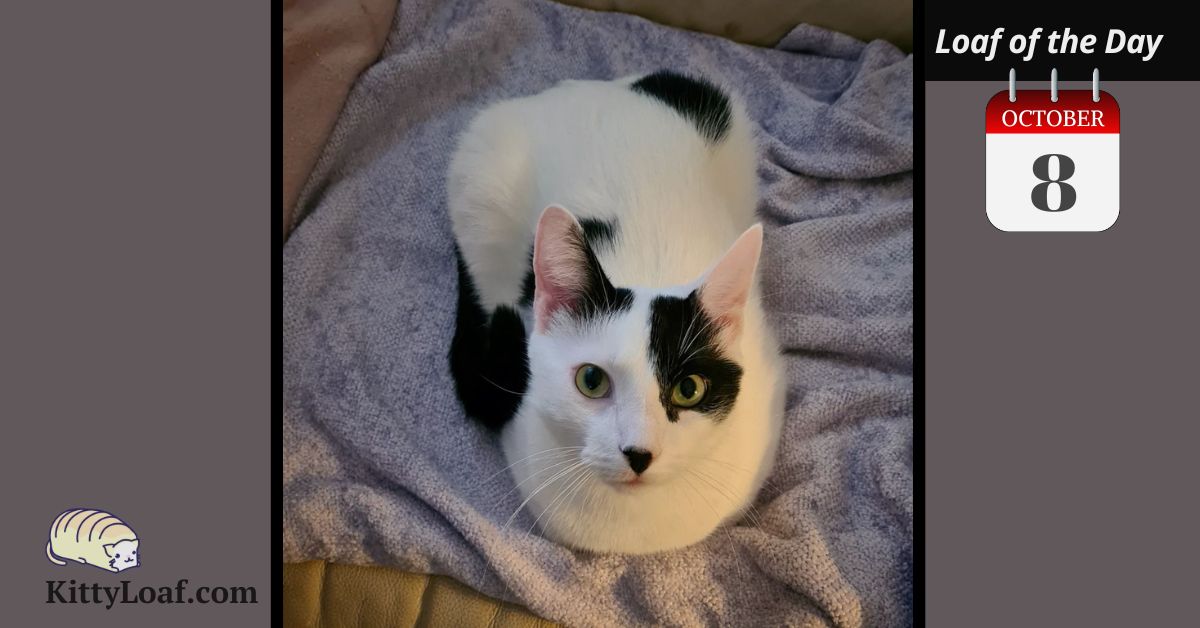 Loaf of the Day – 10/8/22 - Kitty Loaf