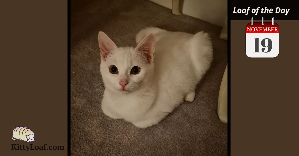 Loaf of the Day – 11/19/22 - Kitty Loaf