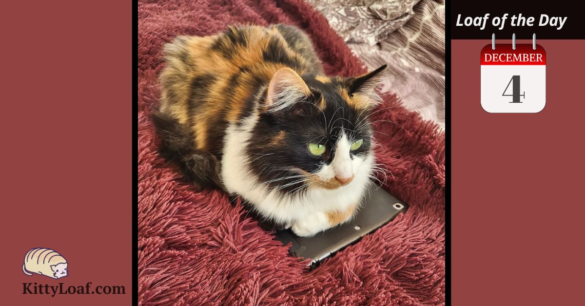 Loaf of the Day – 12/4/22 - Kitty Loaf