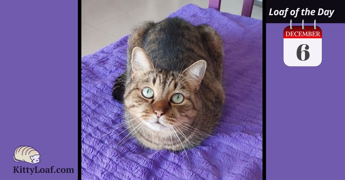 Loaf of the Day – 12/6/22 - Kitty Loaf