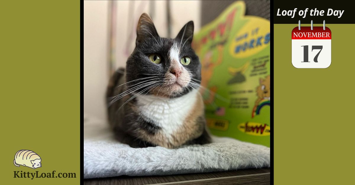 Loaf of the Day – 11/17/22 - Kitty Loaf