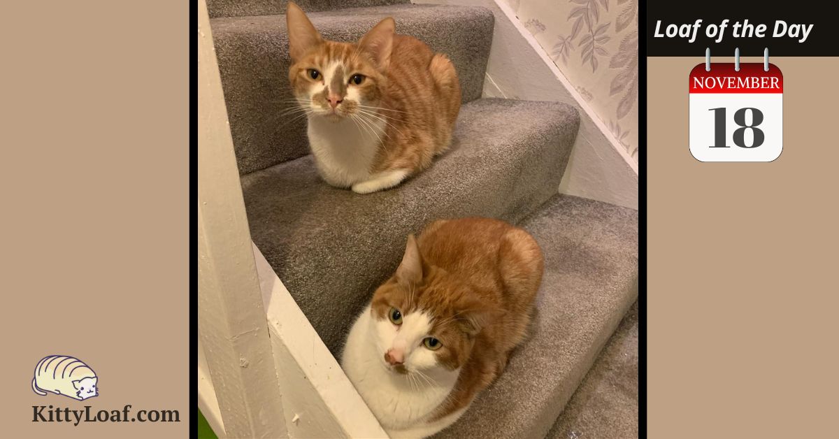 Loaf of the Day – 11/18/22 - Kitty Loaf