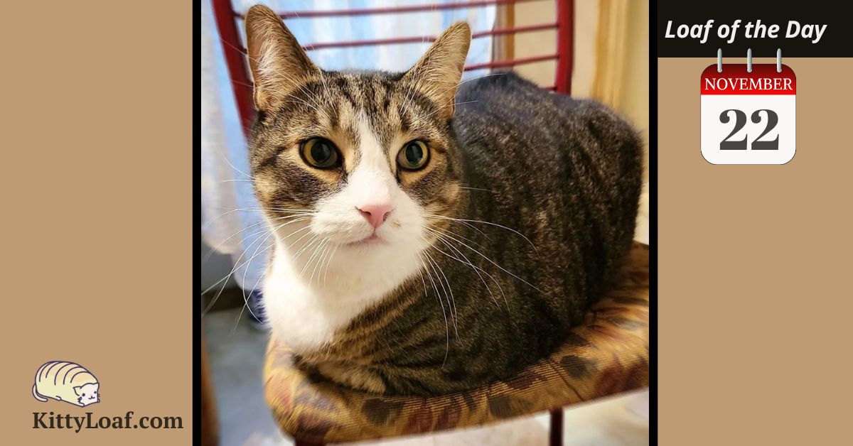 Loaf of the Day – 11/22/22 - Kitty Loaf