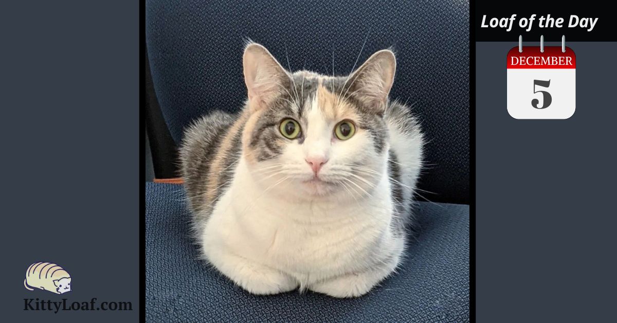 Loaf of the Day – 12/5/22 - Kitty Loaf