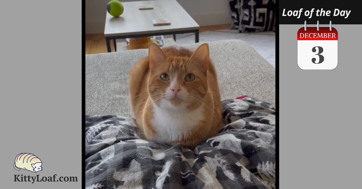 Loaf of the Day – 12/3/22 - Kitty Loaf