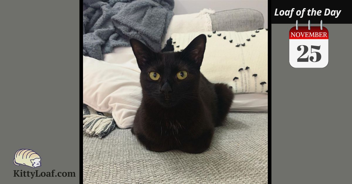 Loaf of the Day – 11/25/22 - Kitty Loaf