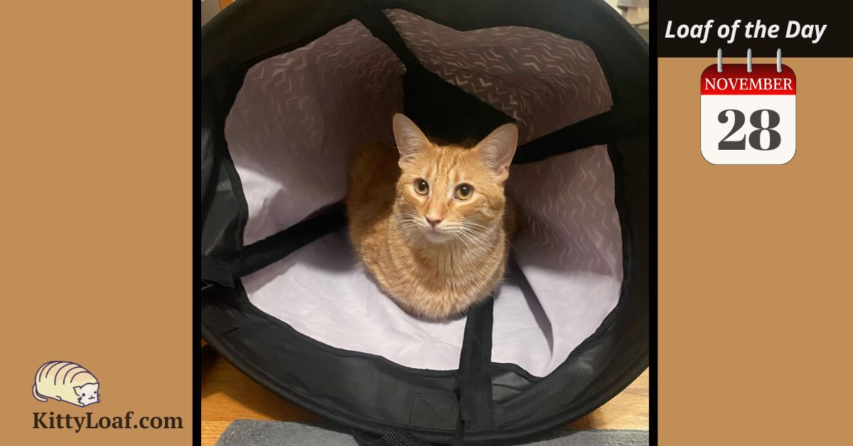 Loaf of the Day – 11/28/22 - Kitty Loaf